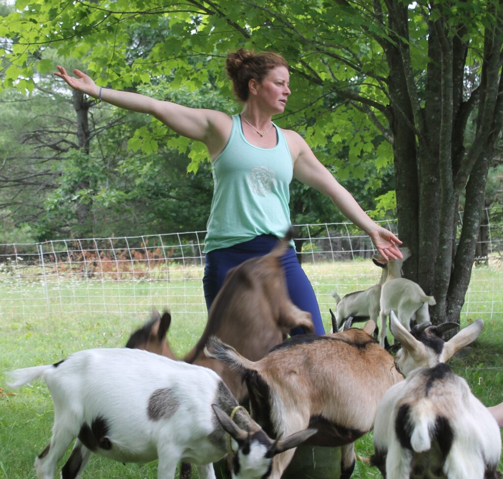 Feel like a kid at Maison de Chevre baby goat yoga -Piscataquis Observer