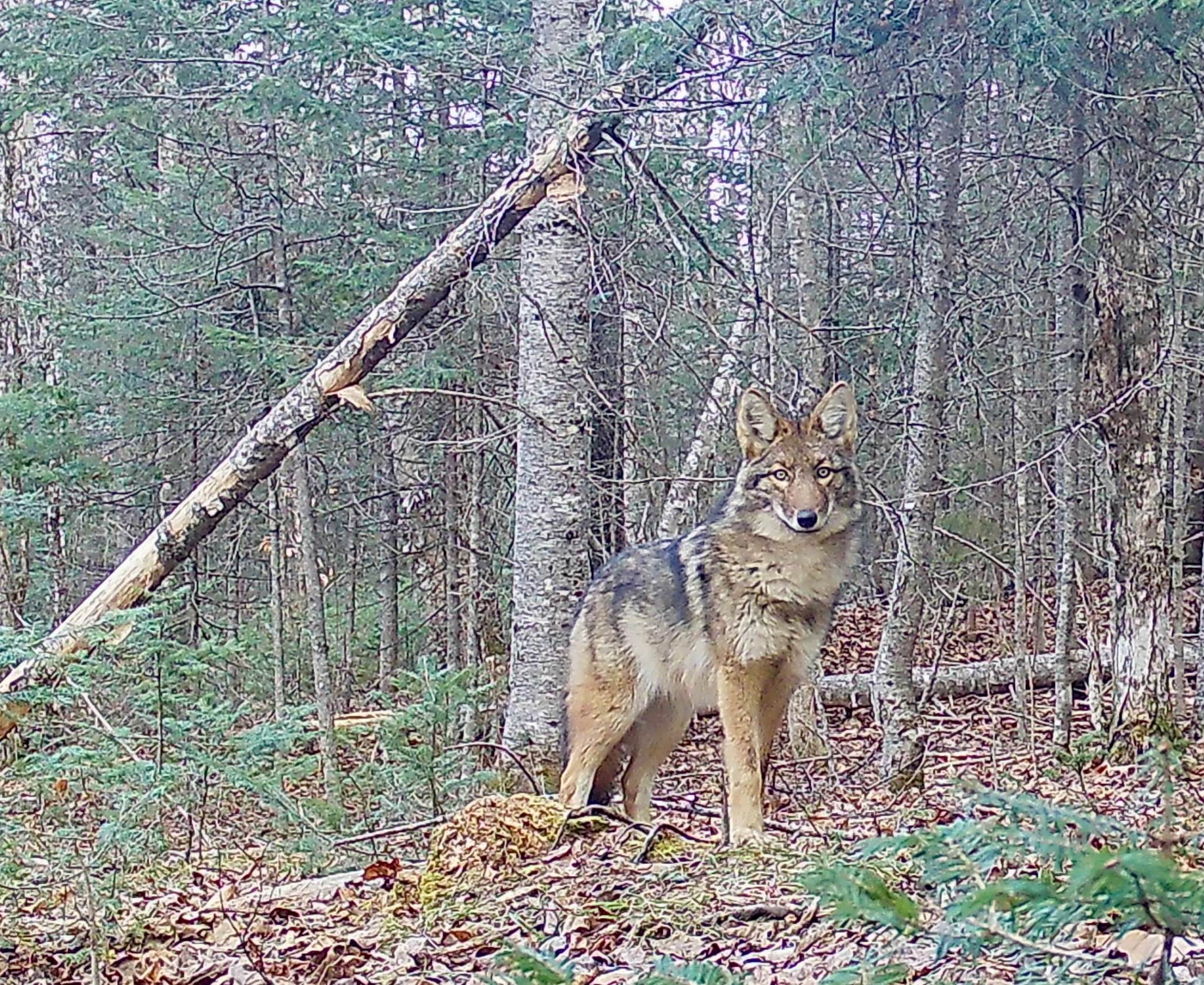 The most controversial animal in Maine -Piscataquis Observer