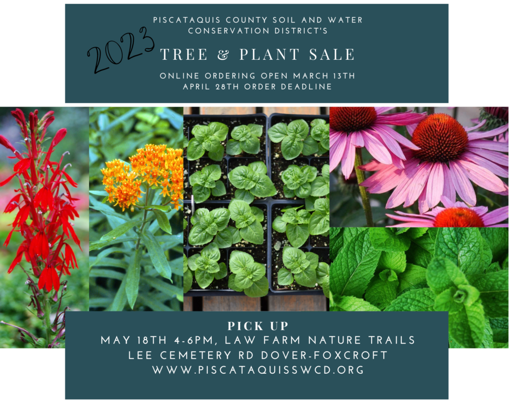 PCSWCD Tree & Plant Sale opens -Piscataquis Observer