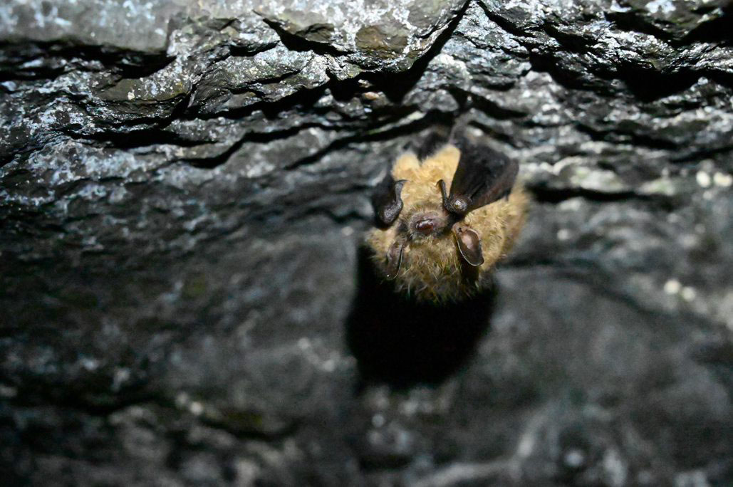 Endangered bats may be rebounding in Maine -Piscataquis Observer