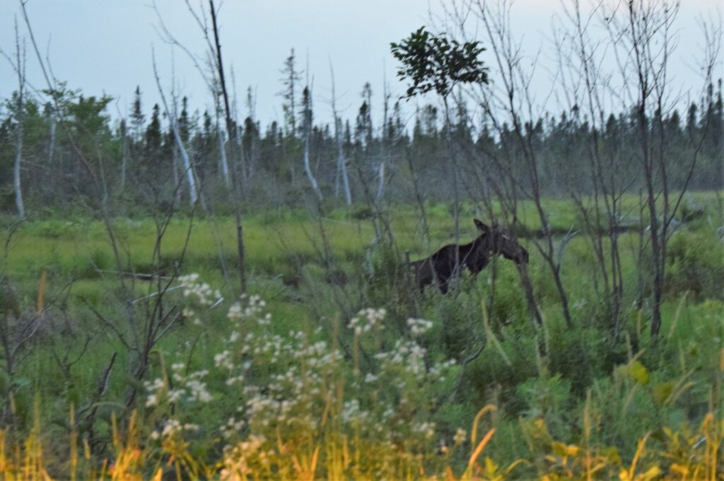 This Maine town is where you want to go for moose sightings ...