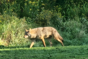 Here are your stories about seeing wolves and mountain lions in Maine ...