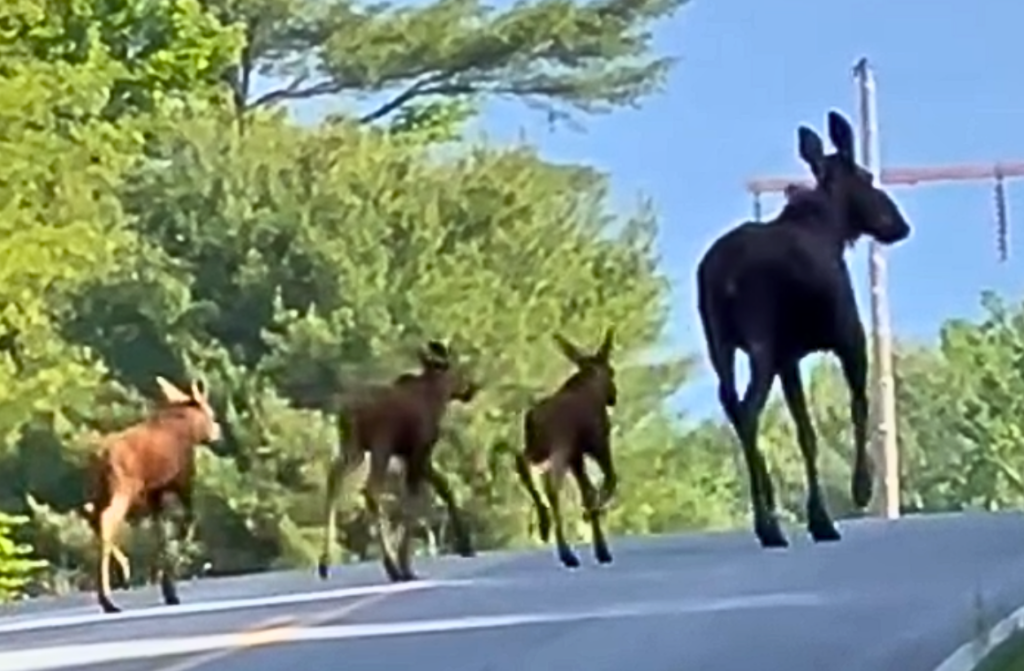Watch these rare triplet moose calves near Baxter State Park ...