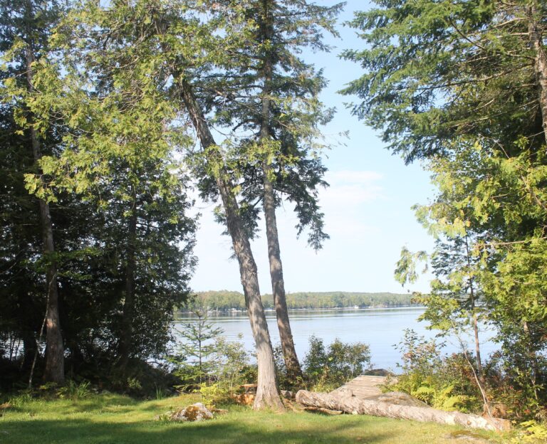 Unusual spiral cedar trees in Dover-Foxcroft -Piscataquis Observer