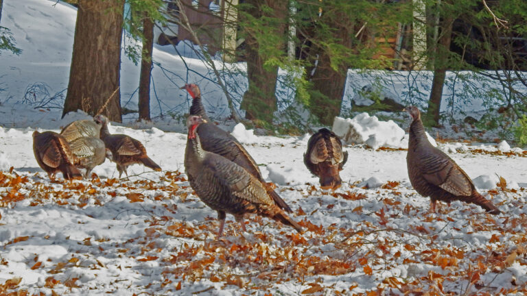 Things you may not know about wild turkeys in Maine -Piscataquis Observer