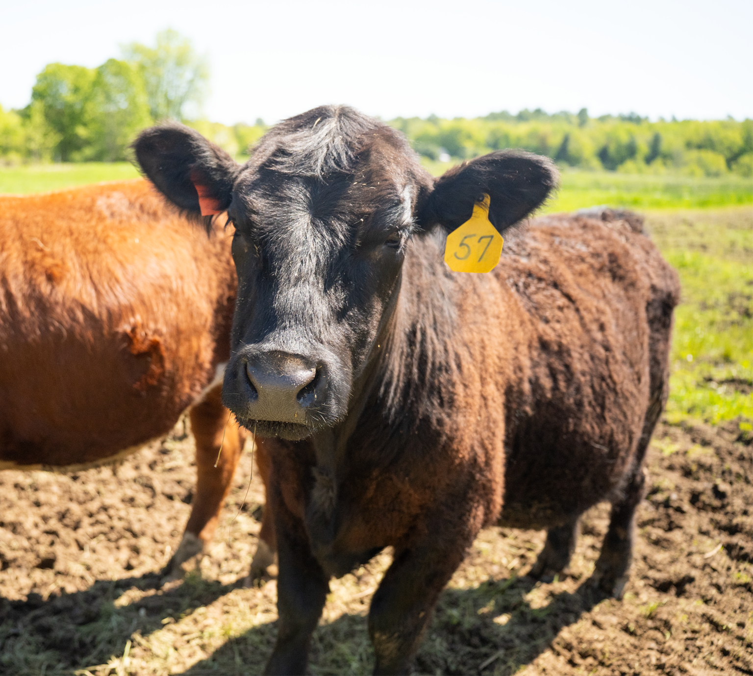 UMaine Extension to host webinar on building a healthy, productive beef ...