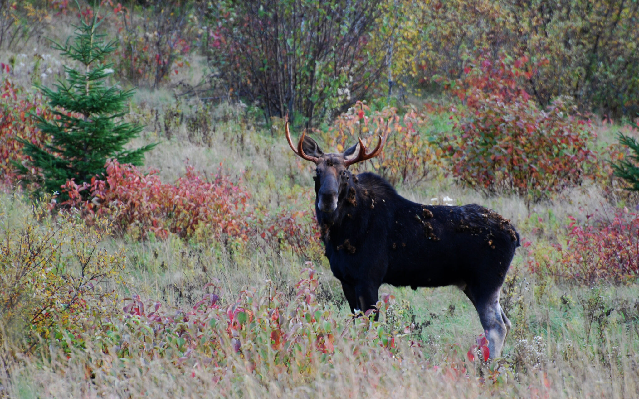 What’s the most lethal spot to shoot a moose? -Piscataquis Observer