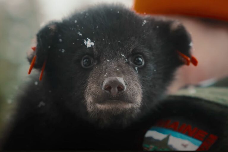 ‘Fifty Seasons’ documentary highlights Maine black bear research ...