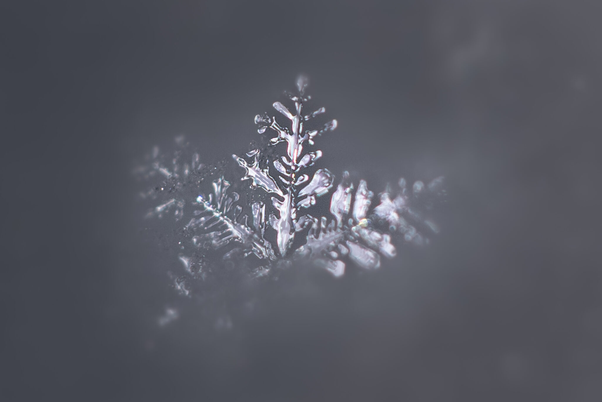 Practical tips for photographing snowflakes this winter -Piscataquis ...
