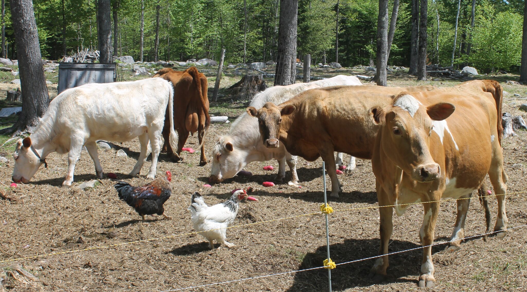 Operation brings together farming, fitness and faith -Piscataquis Observer